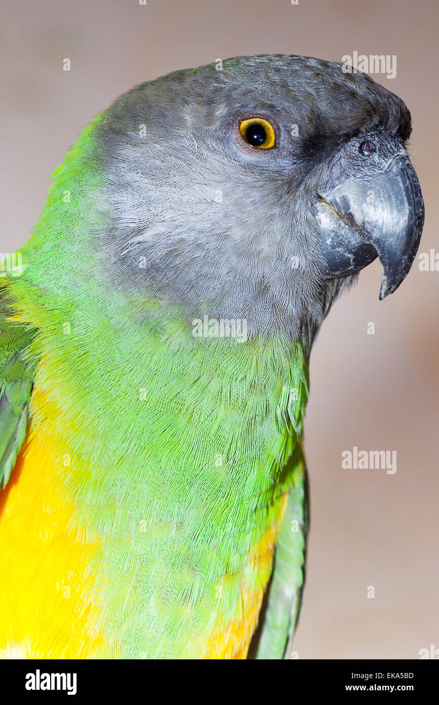 beautiful green and yellow senegal parrot closeup Stock Photo - Alamy
