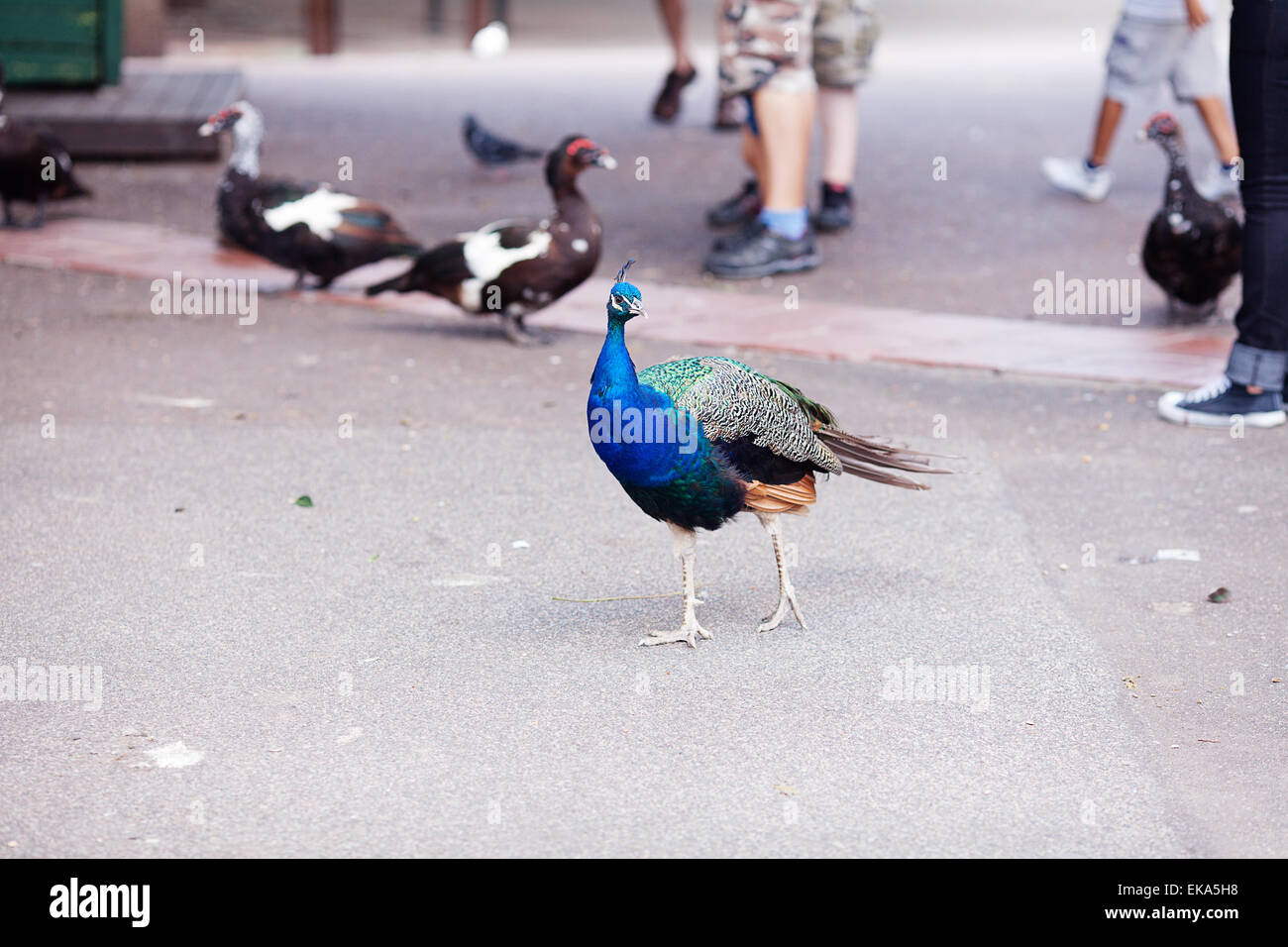 peacock walking down the path at the zoo Stock Photo - Alamy