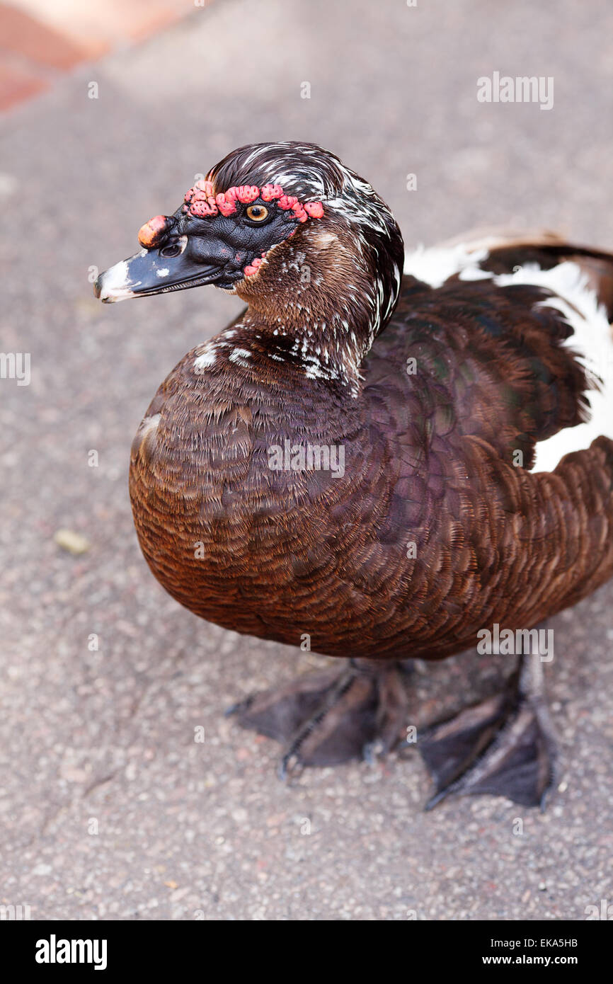 Child following ducks hi-res stock photography and images - Alamy