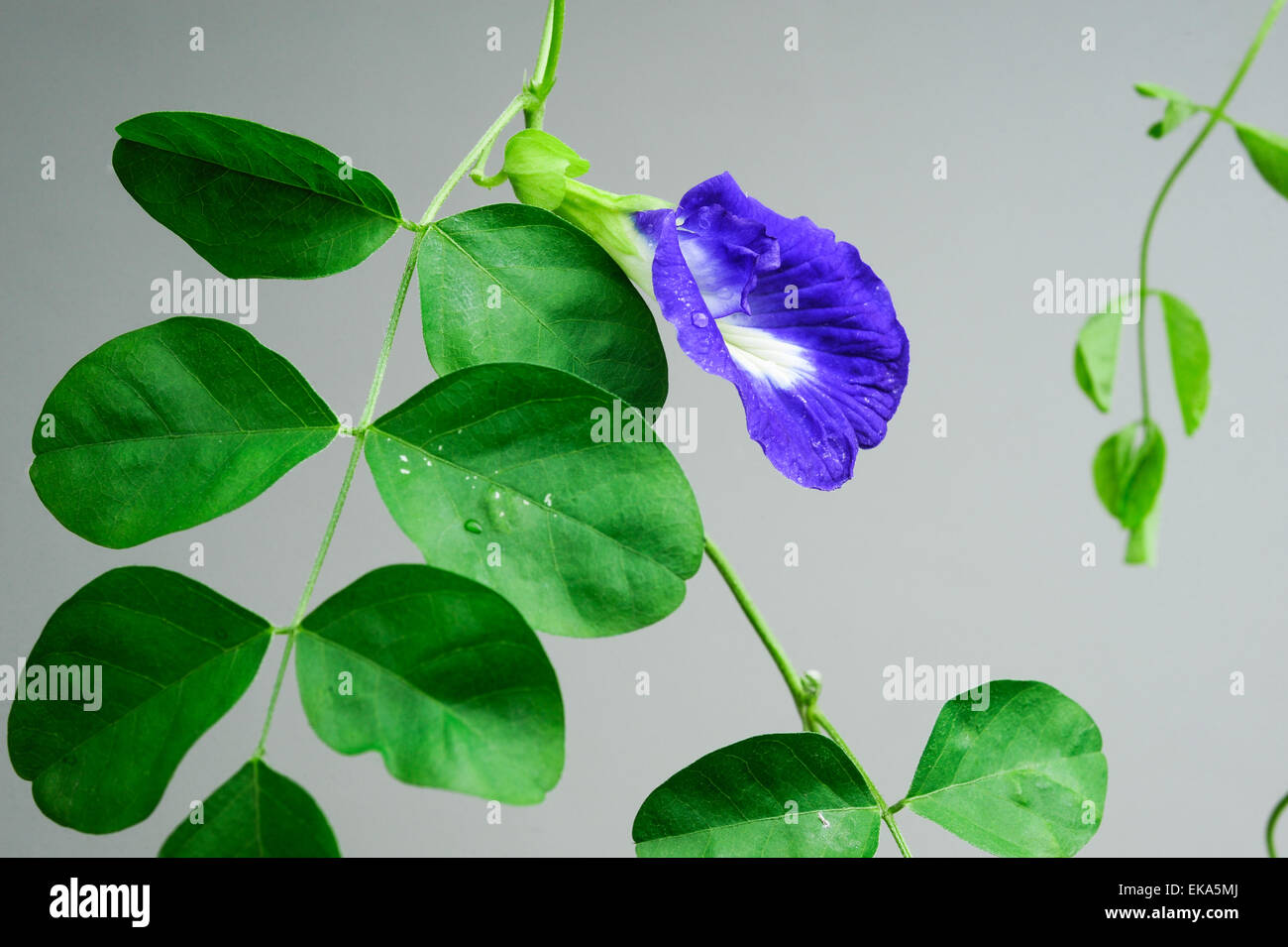 Butterfly pea flower, use for beauty and food coloring Stock Photo - Alamy