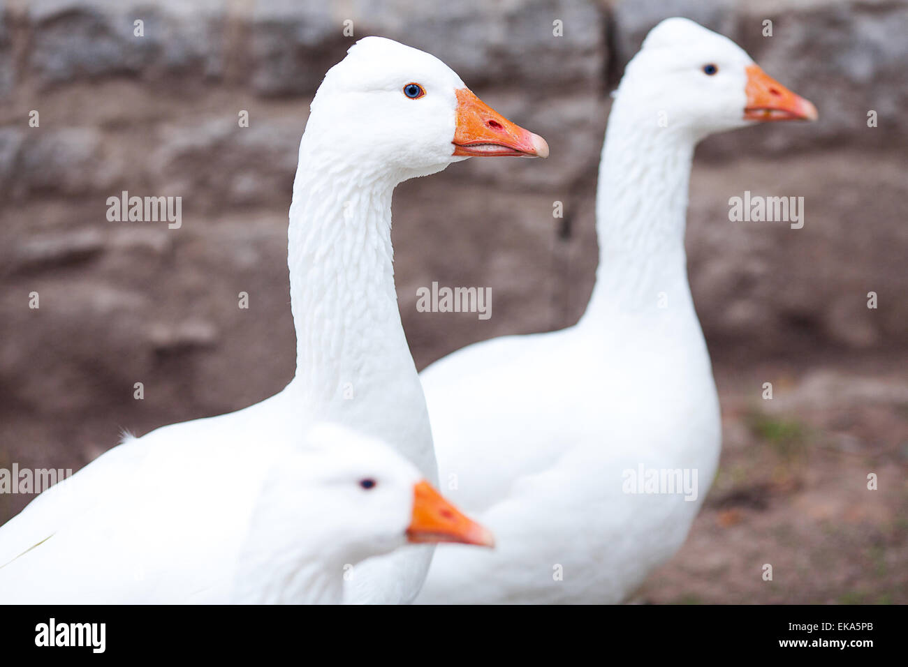 beautiful white geese in nature Stock Photo - Alamy