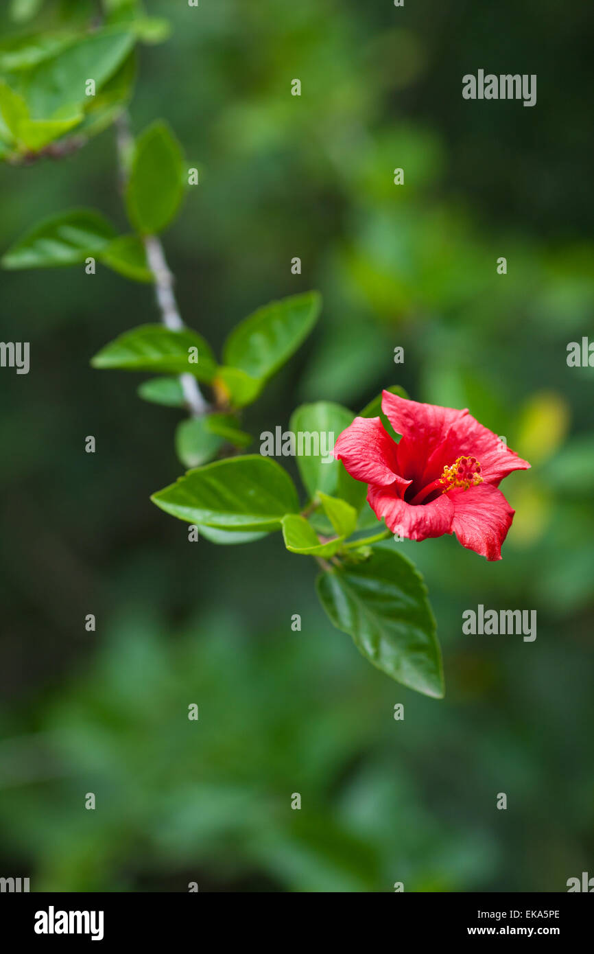 Chinese red rose on a green tree Stock Photo - Alamy
