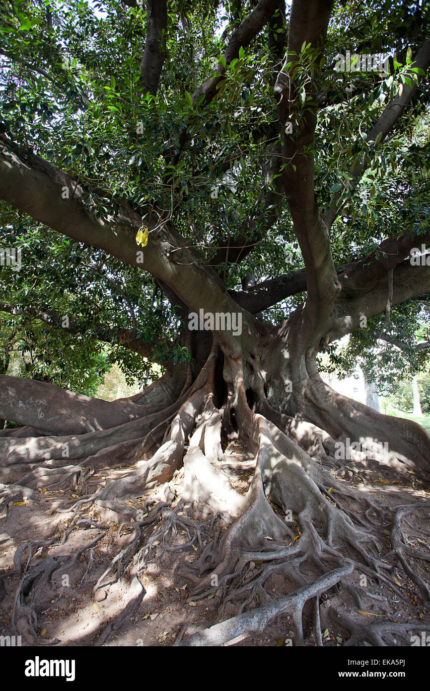 crown of a big green tree Stock Photo - Alamy