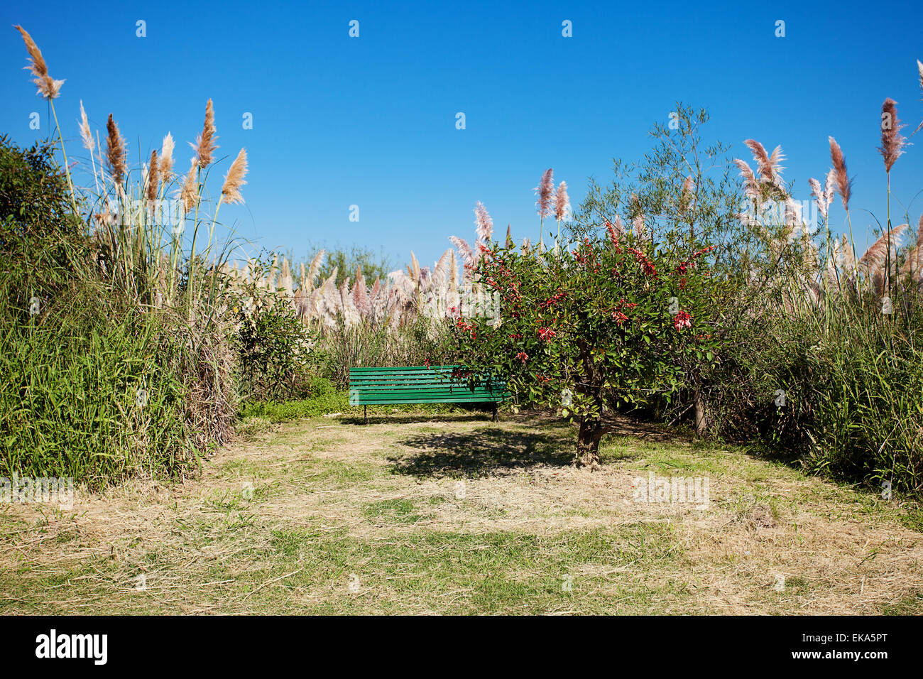 lonely bench in the background of trees and blue sky Stock Photo - Alamy