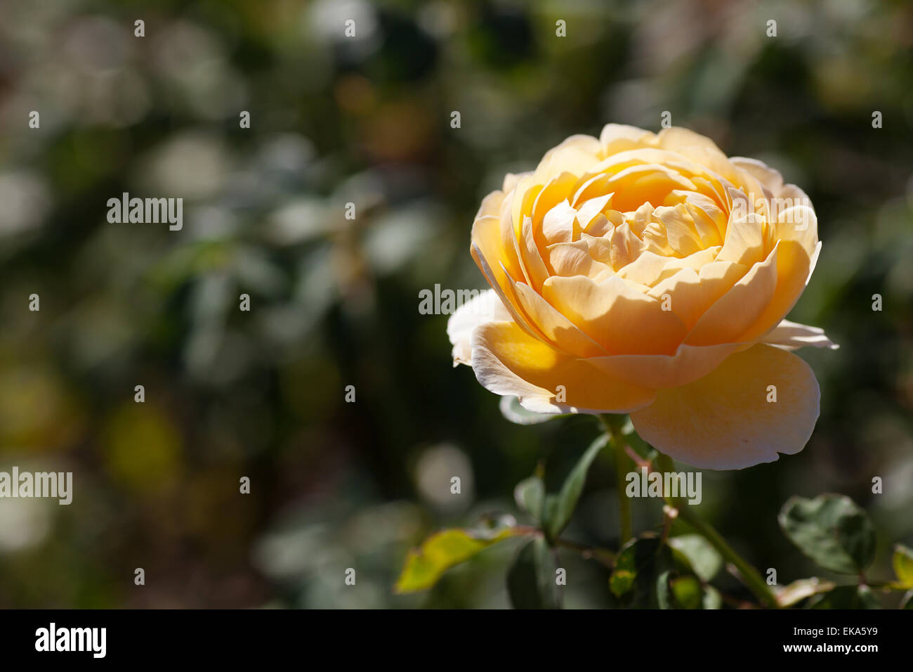 background of beautiful roses in the garden Stock Photo - Alamy
