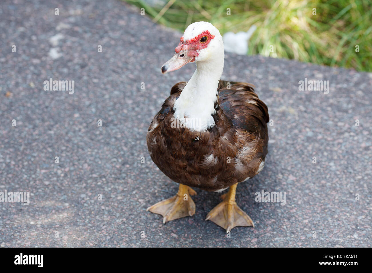 duck walking down the path at the zoo Stock Photo - Alamy