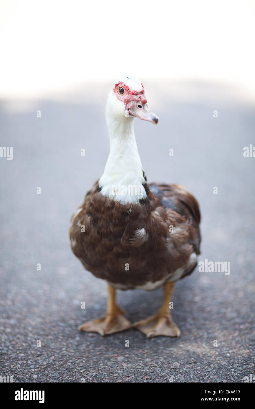 Child following ducks hi-res stock photography and images - Alamy