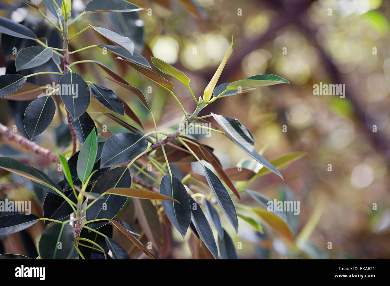 branch of ficusÂ against a background of trees Stock Photo - Alamy
