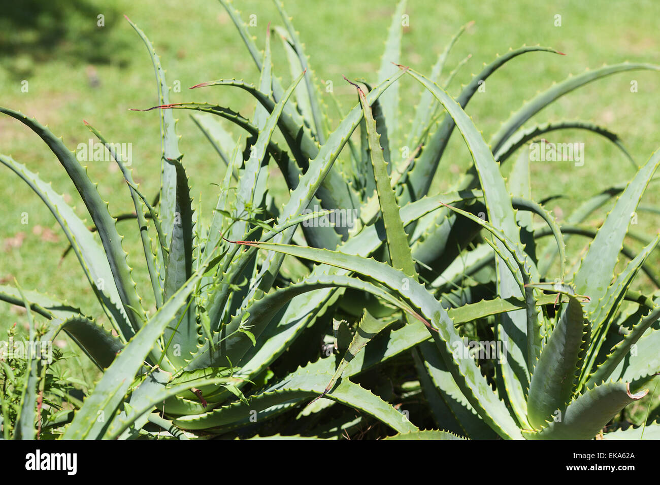 aloe on the background of green grass Stock Photo - Alamy