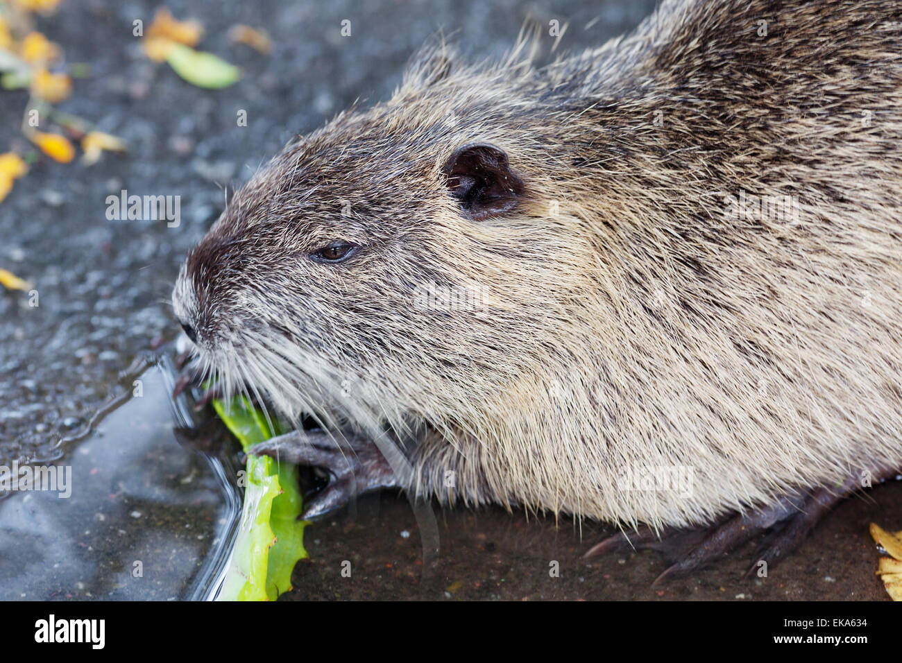 Cute nutria hi-res stock photography and images - Alamy