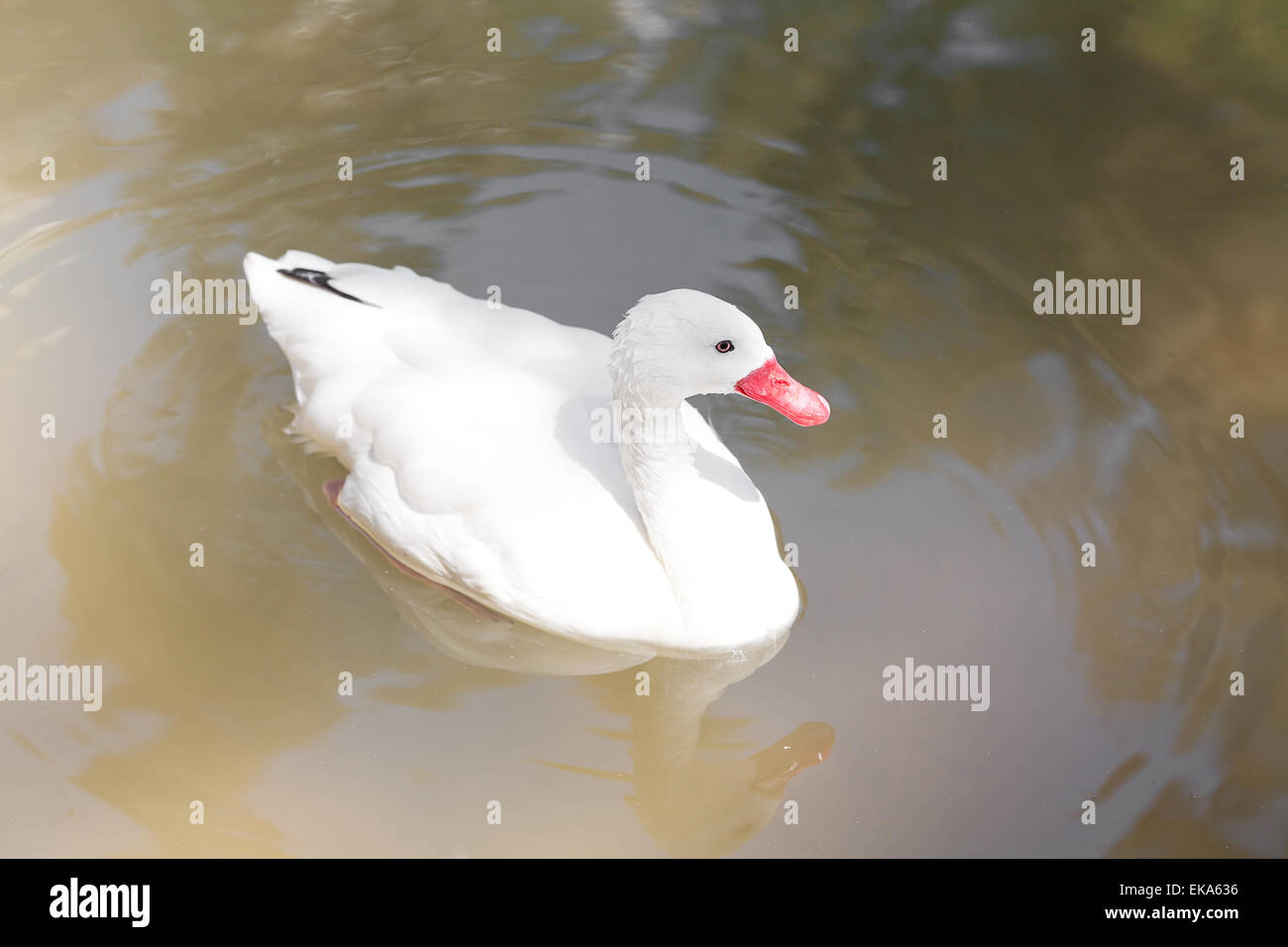 white goose floating in the water Stock Photo - Alamy