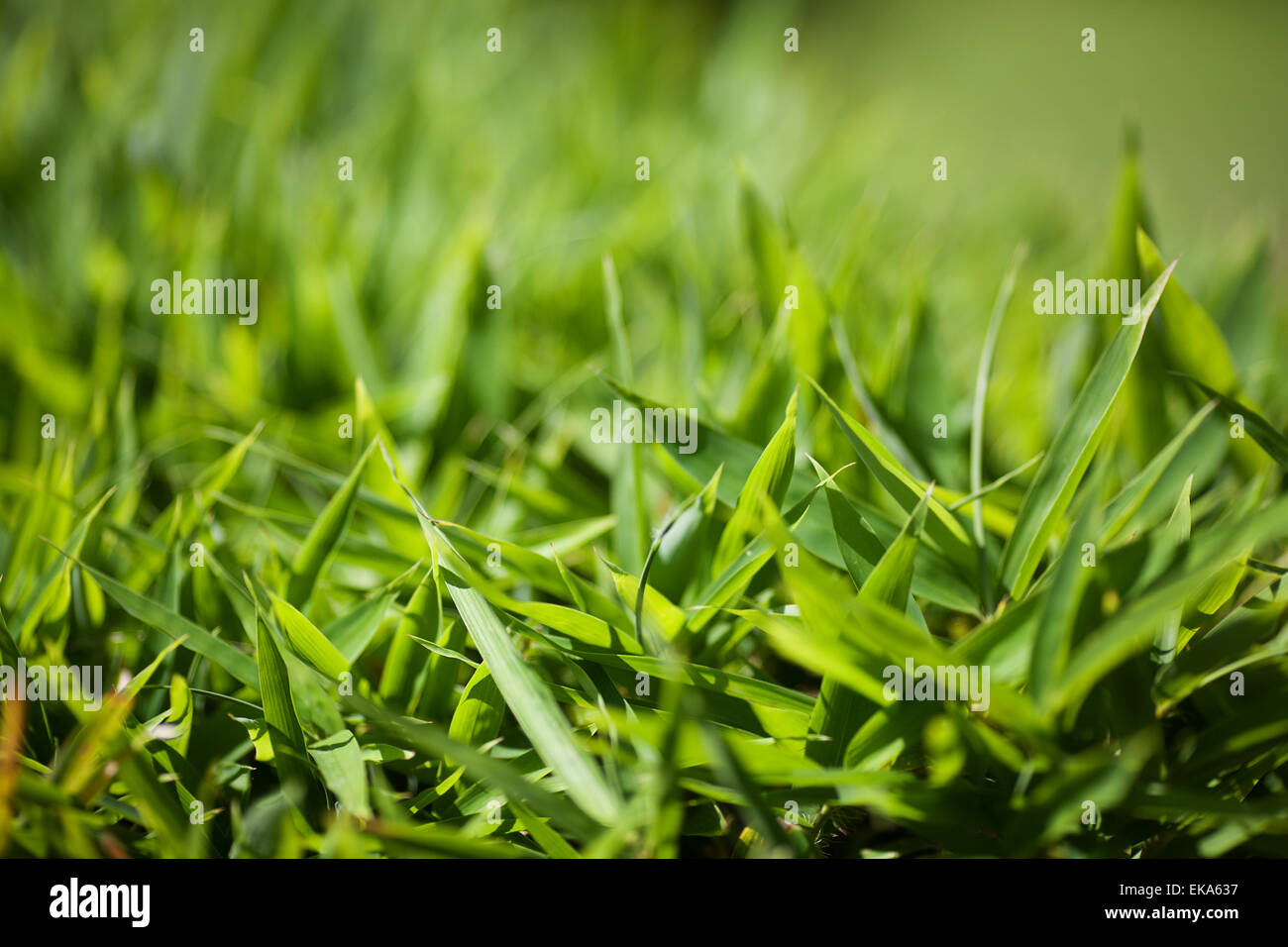 background of lush green grass Stock Photo - Alamy