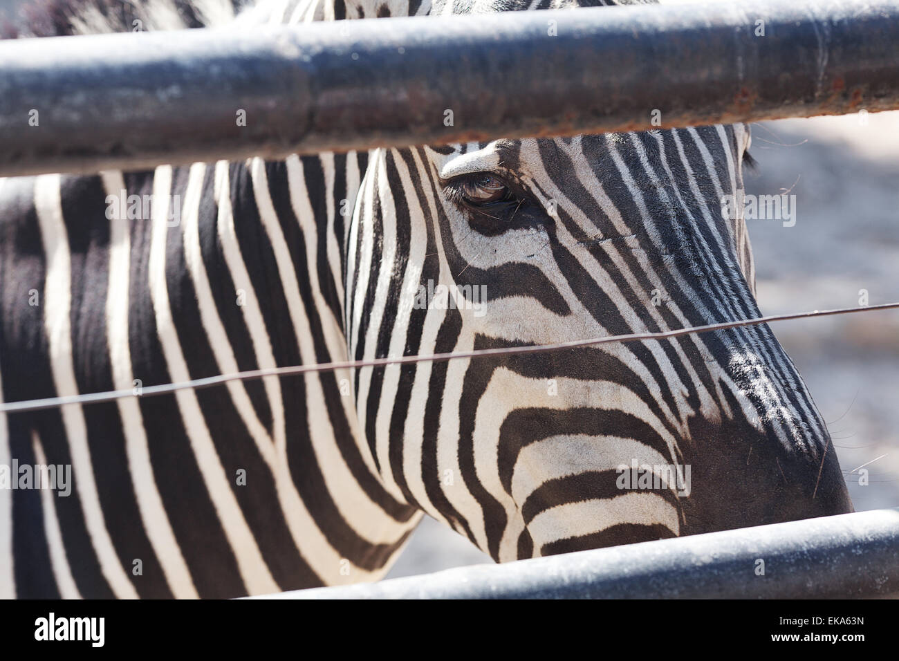 zebra in an open cage at the zoo Stock Photo - Alamy