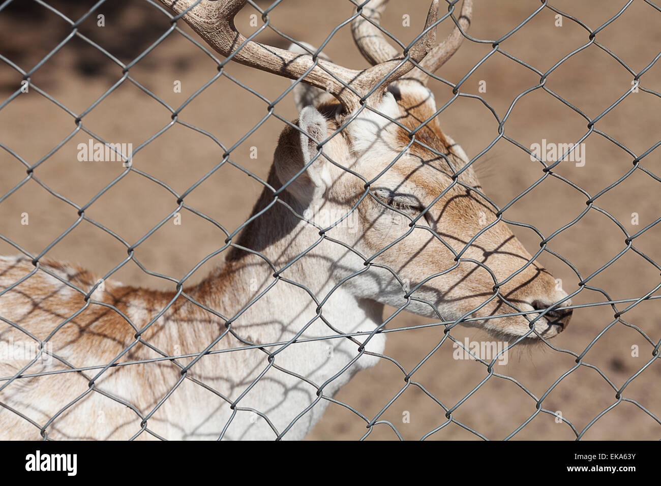 Deer behind bars in a zoo Stock Photo - Alamy