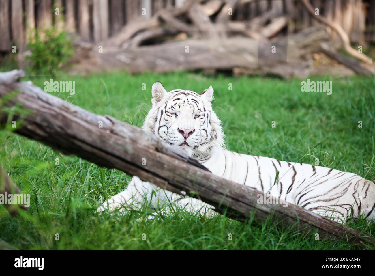 Open cage hi-res stock photography and images - Alamy