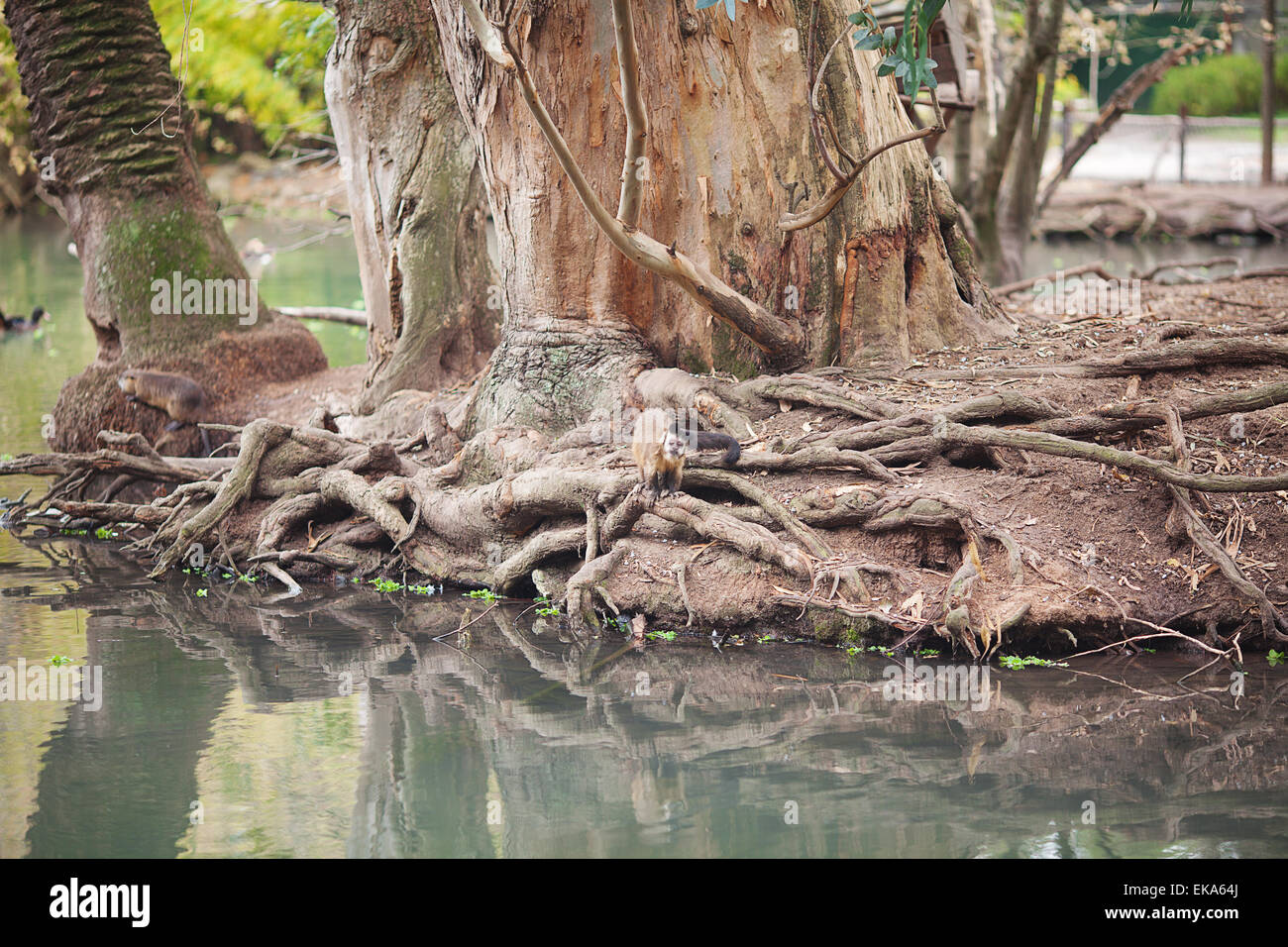 monkeys against a large tree roots in the zoo Stock Photo - Alamy