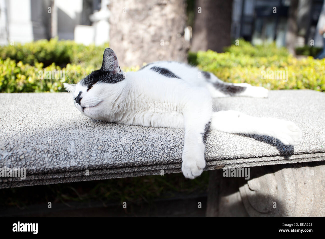 portrait of a street cat outdoor Stock Photo - Alamy