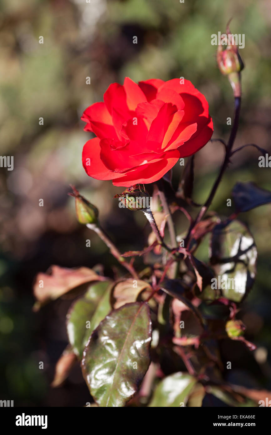 background of beautiful roses in the garden Stock Photo - Alamy