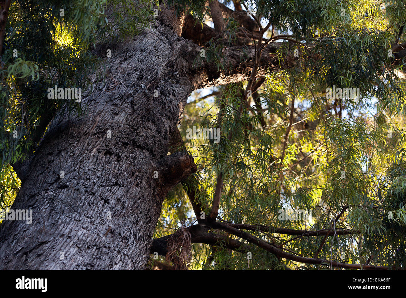 Crown of the tree hi-res stock photography and images - Alamy