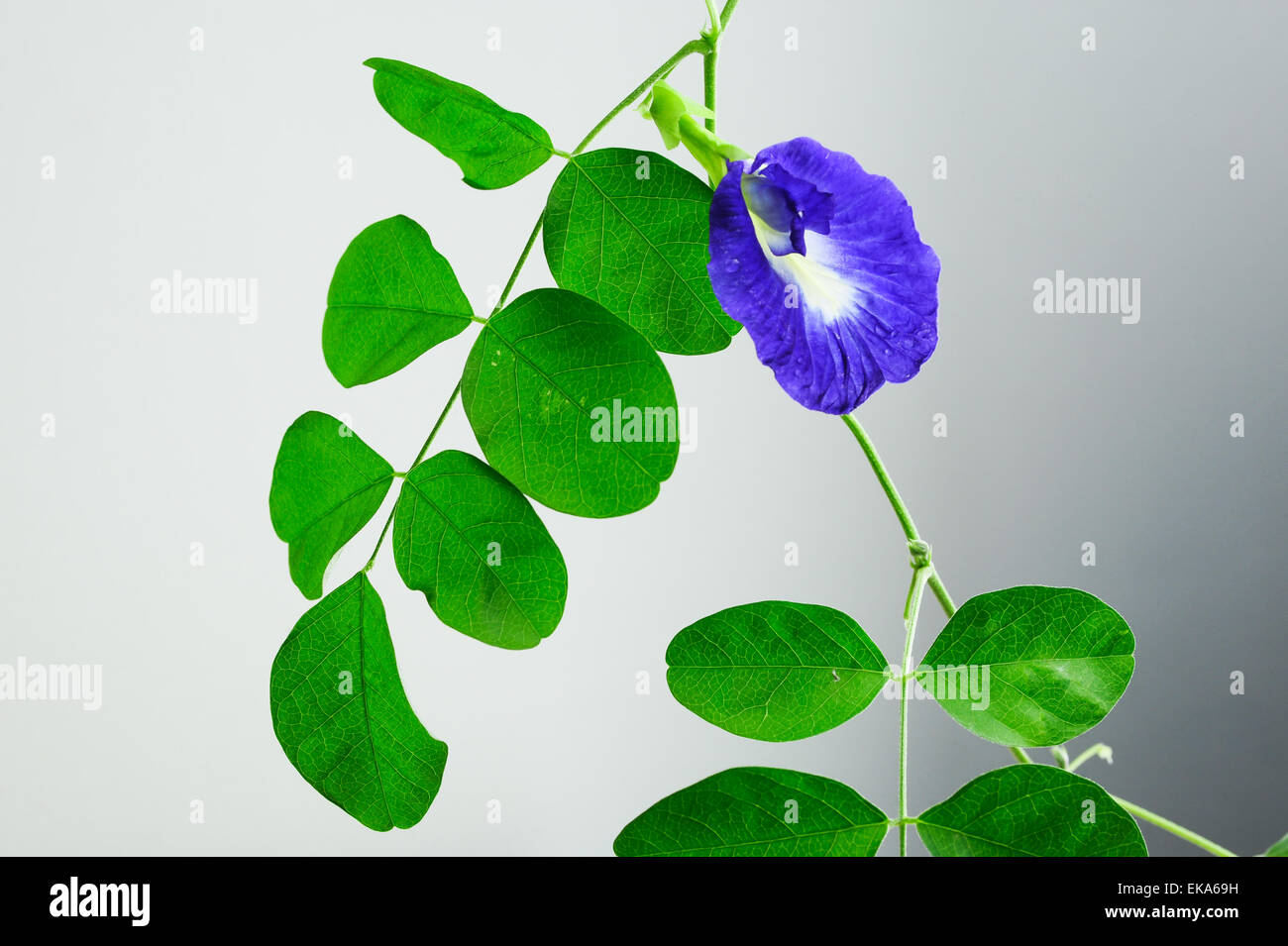 Butterfly pea flower hi-res stock photography and images - Alamy