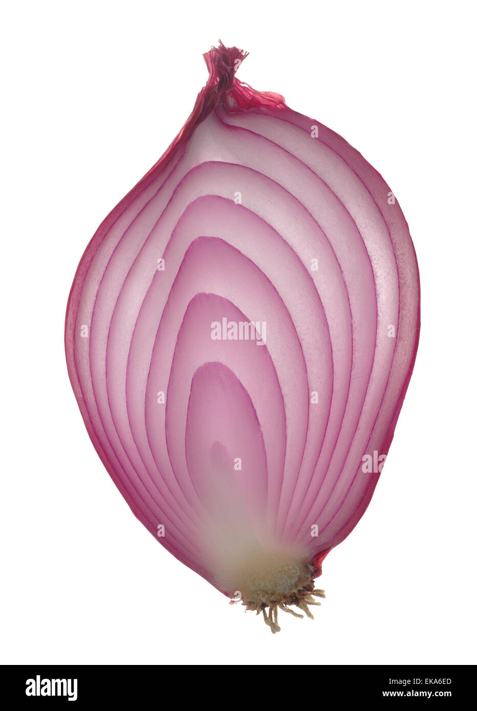 Detailed Close-Up of an Onion Slice photographed using light from the ...