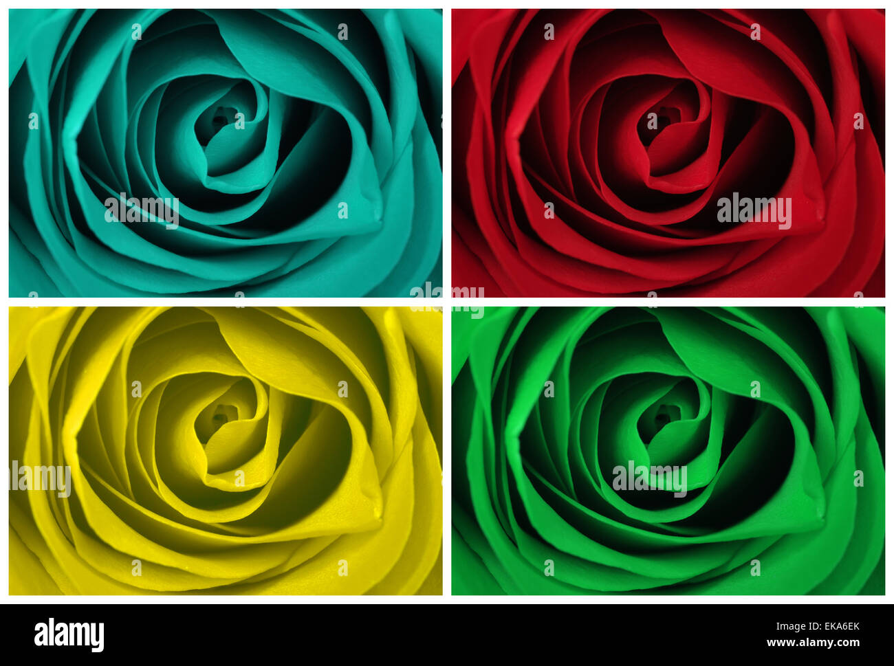 Four leaf rose hi-res stock photography and images - Alamy