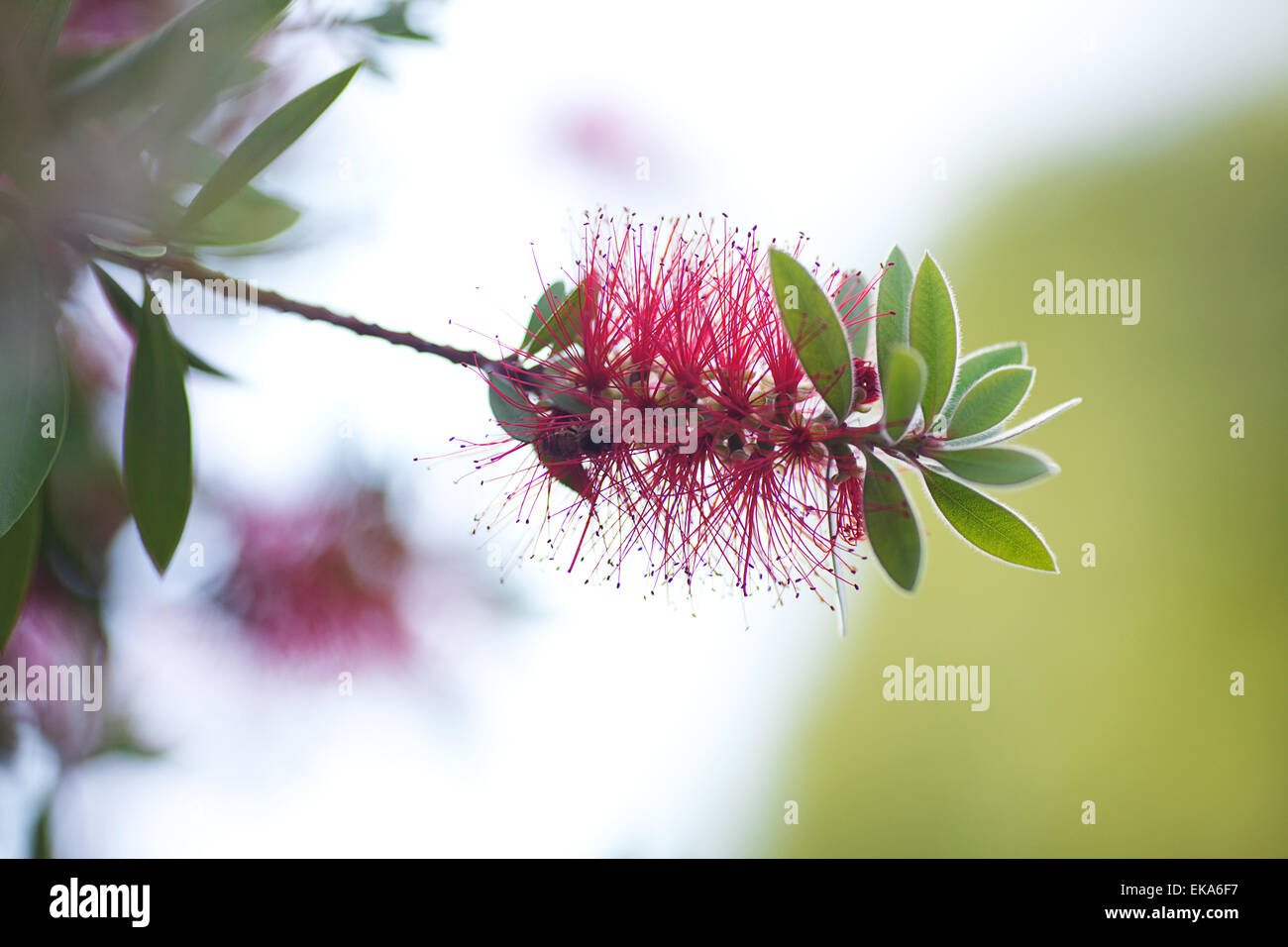 pink flowers on a green tree Stock Photo - Alamy