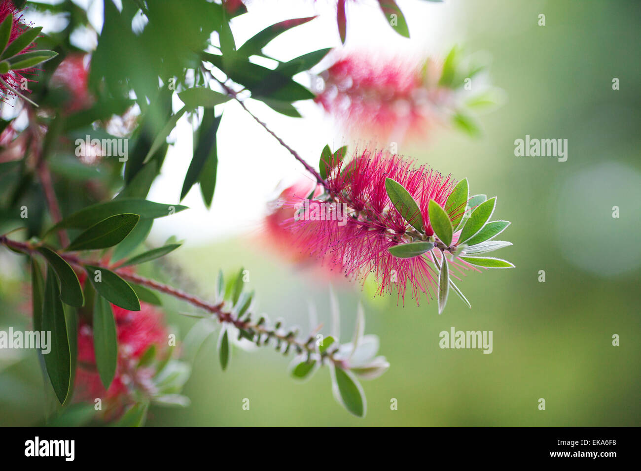 pink flowers on a green tree Stock Photo - Alamy