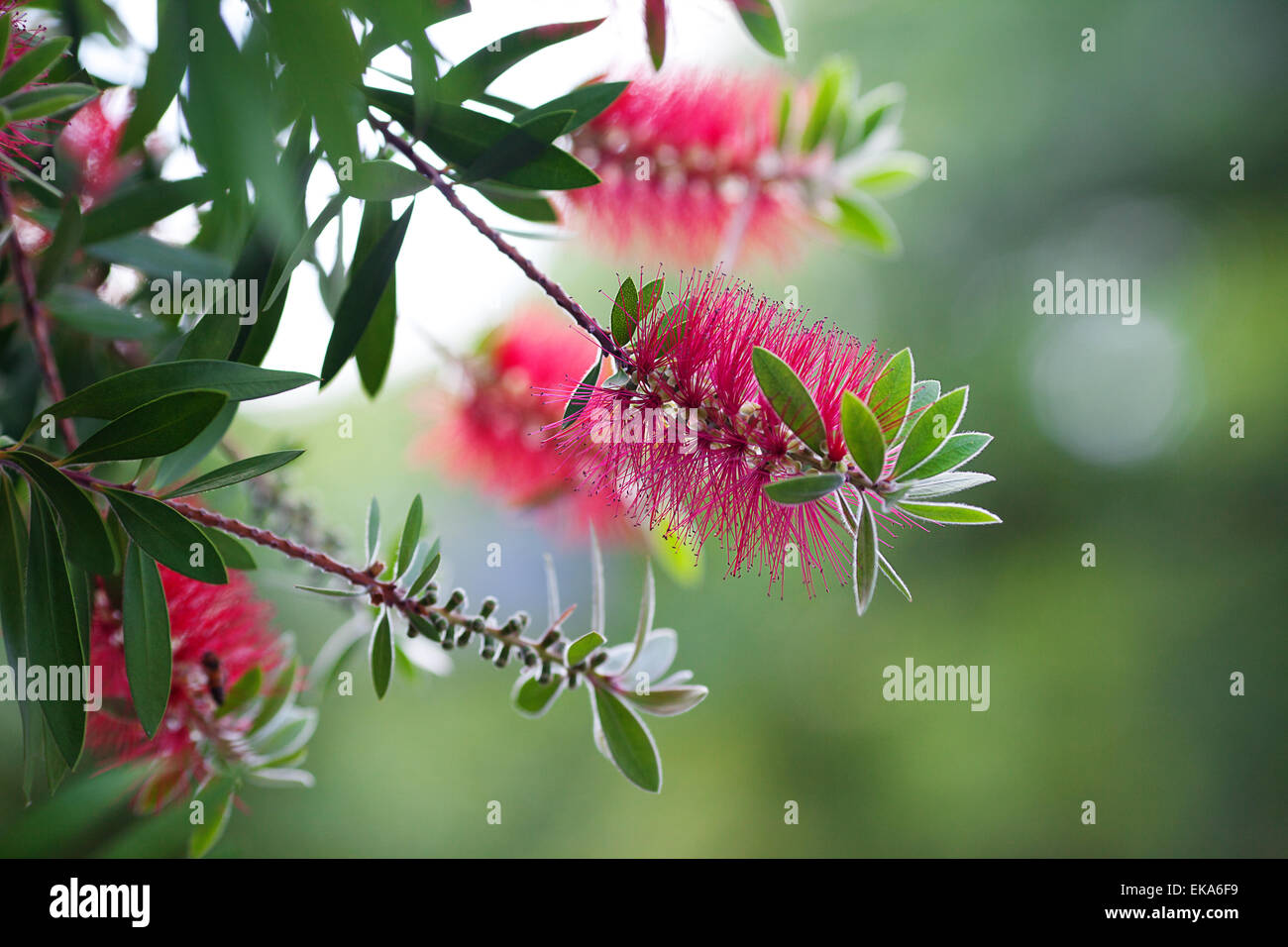 pink flowers on a green tree Stock Photo - Alamy