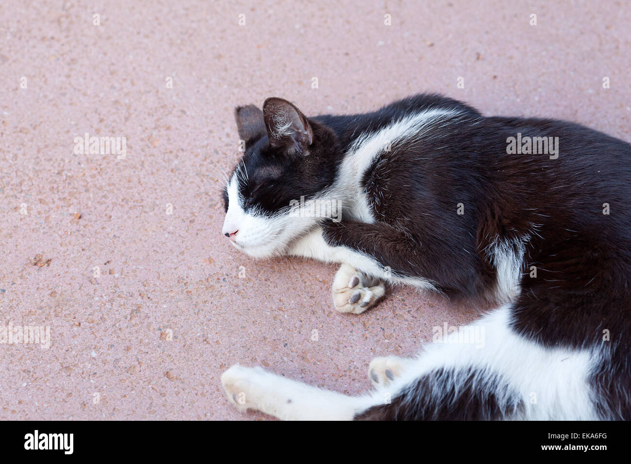 portrait of a street cat outdoor Stock Photo - Alamy