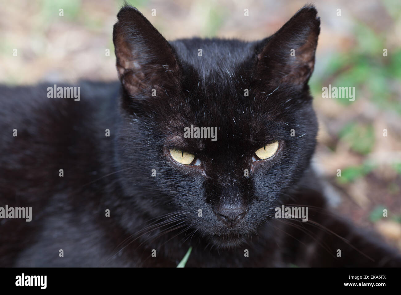 portrait of a street cat outdoor Stock Photo - Alamy