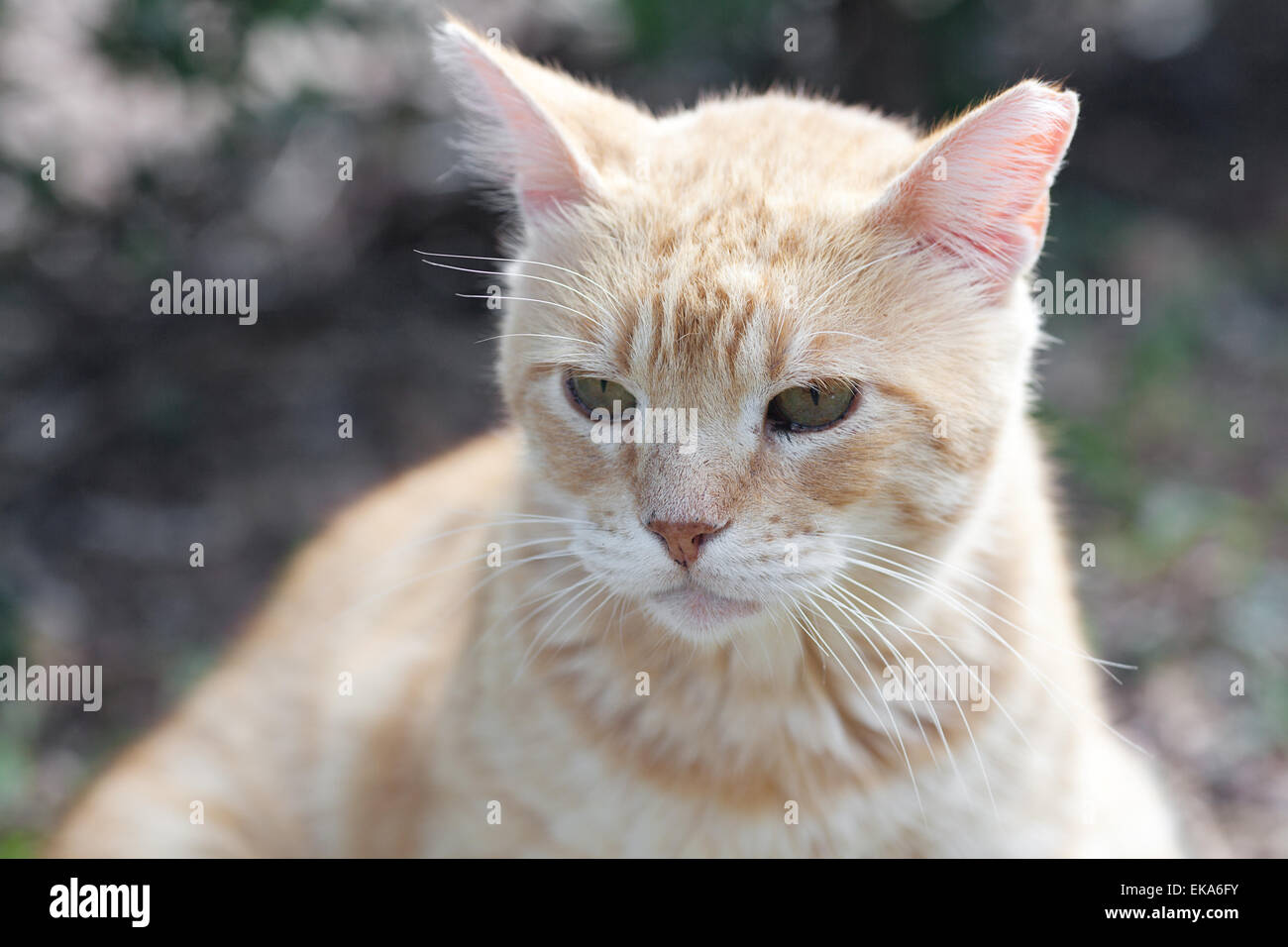 portrait of a street cat outdoor Stock Photo - Alamy