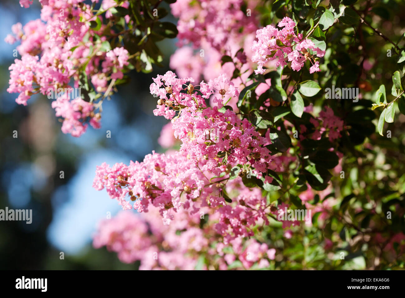 pink flowers on a green tree Stock Photo - Alamy