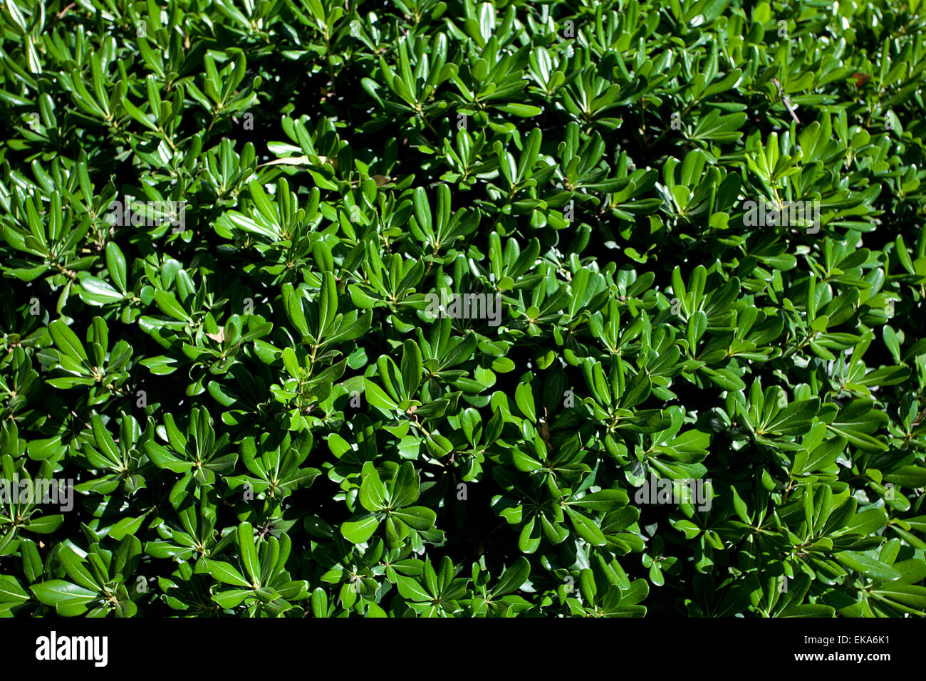background of green leaves of the tree Stock Photo - Alamy