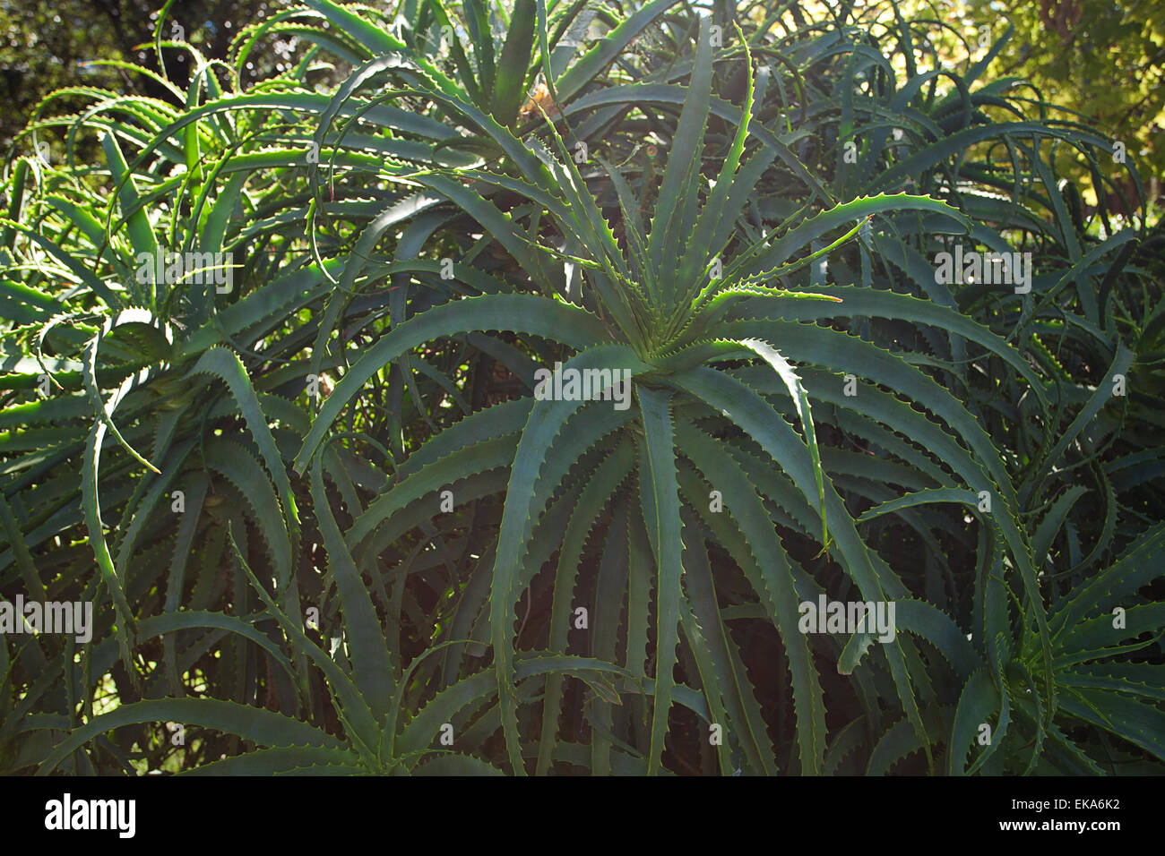 large aloe bushes in the sunshine Stock Photo - Alamy