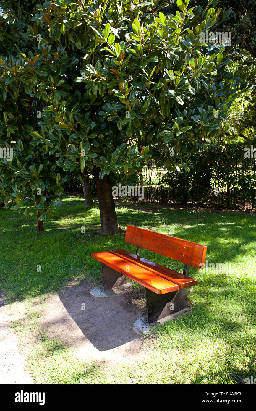 lonely bench in the park under the ficus Stock Photo - Alamy