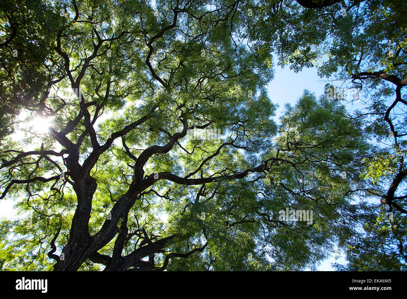 crown of the jakaranda tree in the sunlight Stock Photo - Alamy