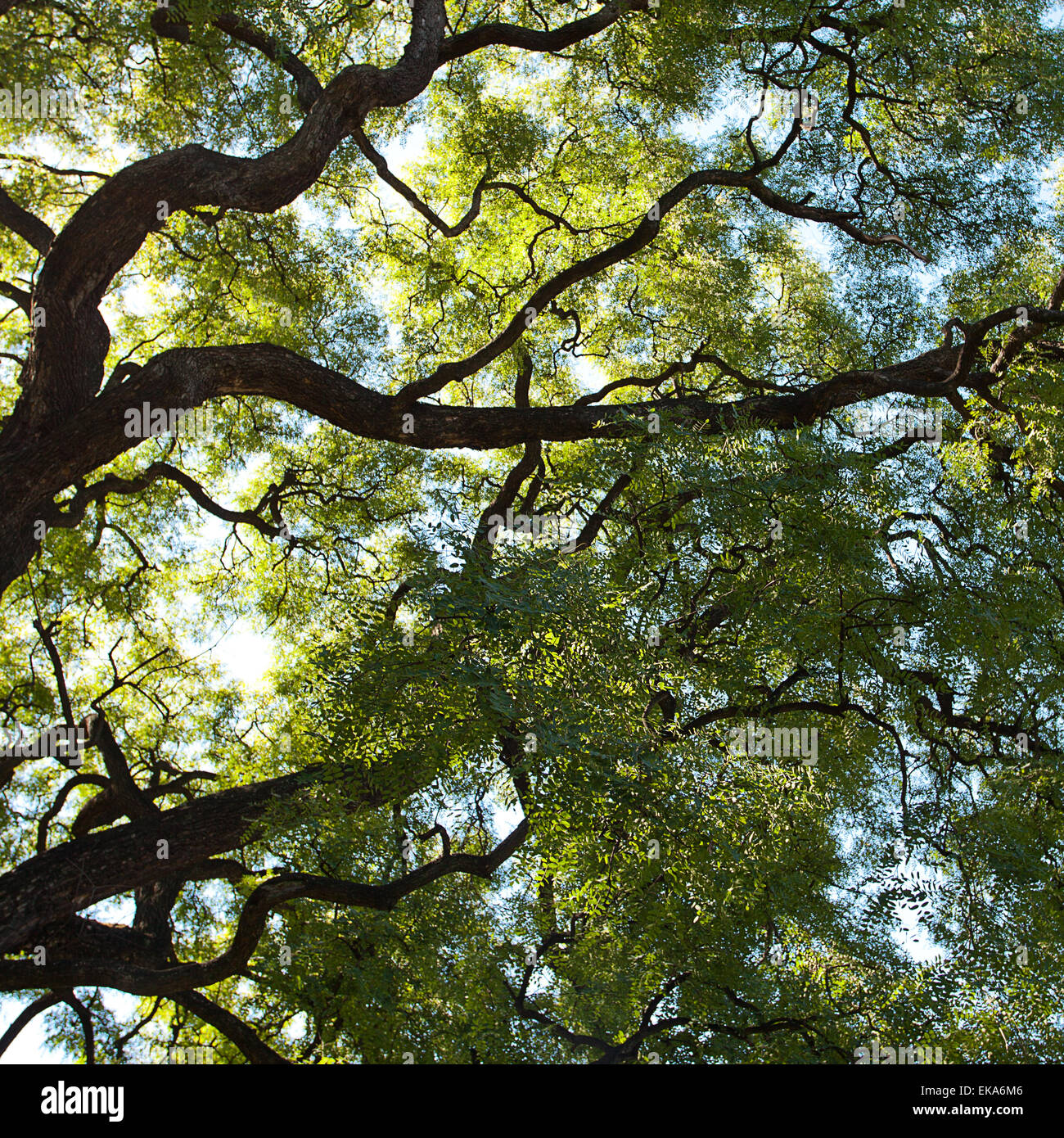 crown of the jakaranda tree in the sunlight Stock Photo - Alamy