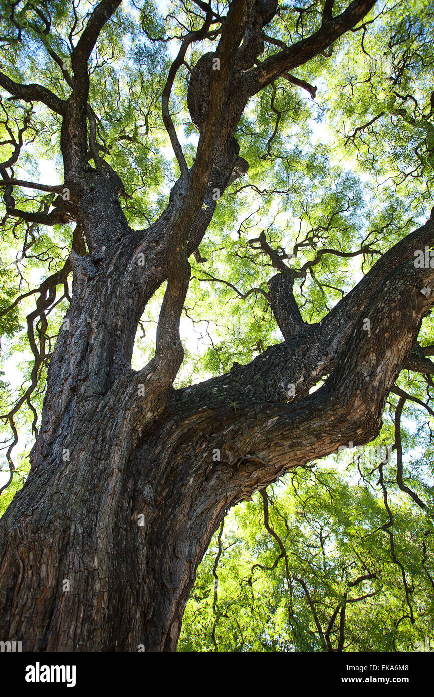 crown of the jakaranda tree in the sunlight Stock Photo - Alamy