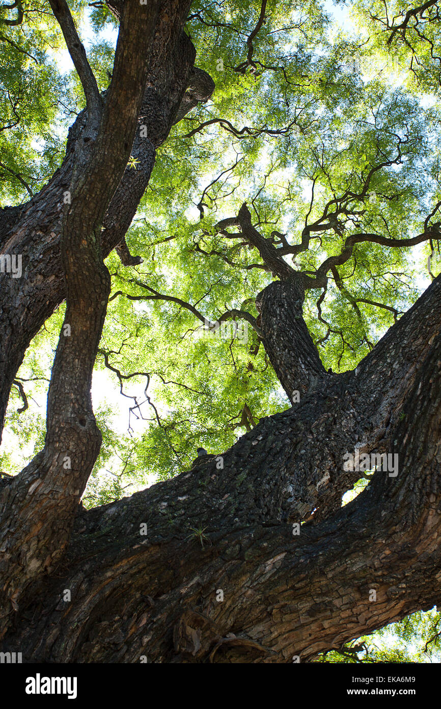 Jakaranda hi-res stock photography and images - Alamy