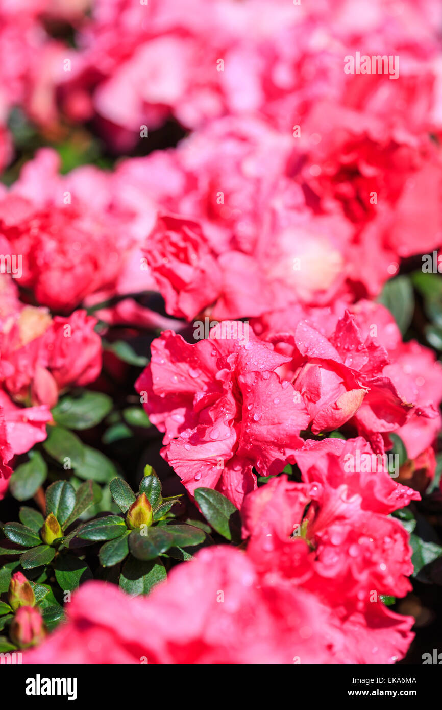 Close up Azalea flower Stock Photo - Alamy