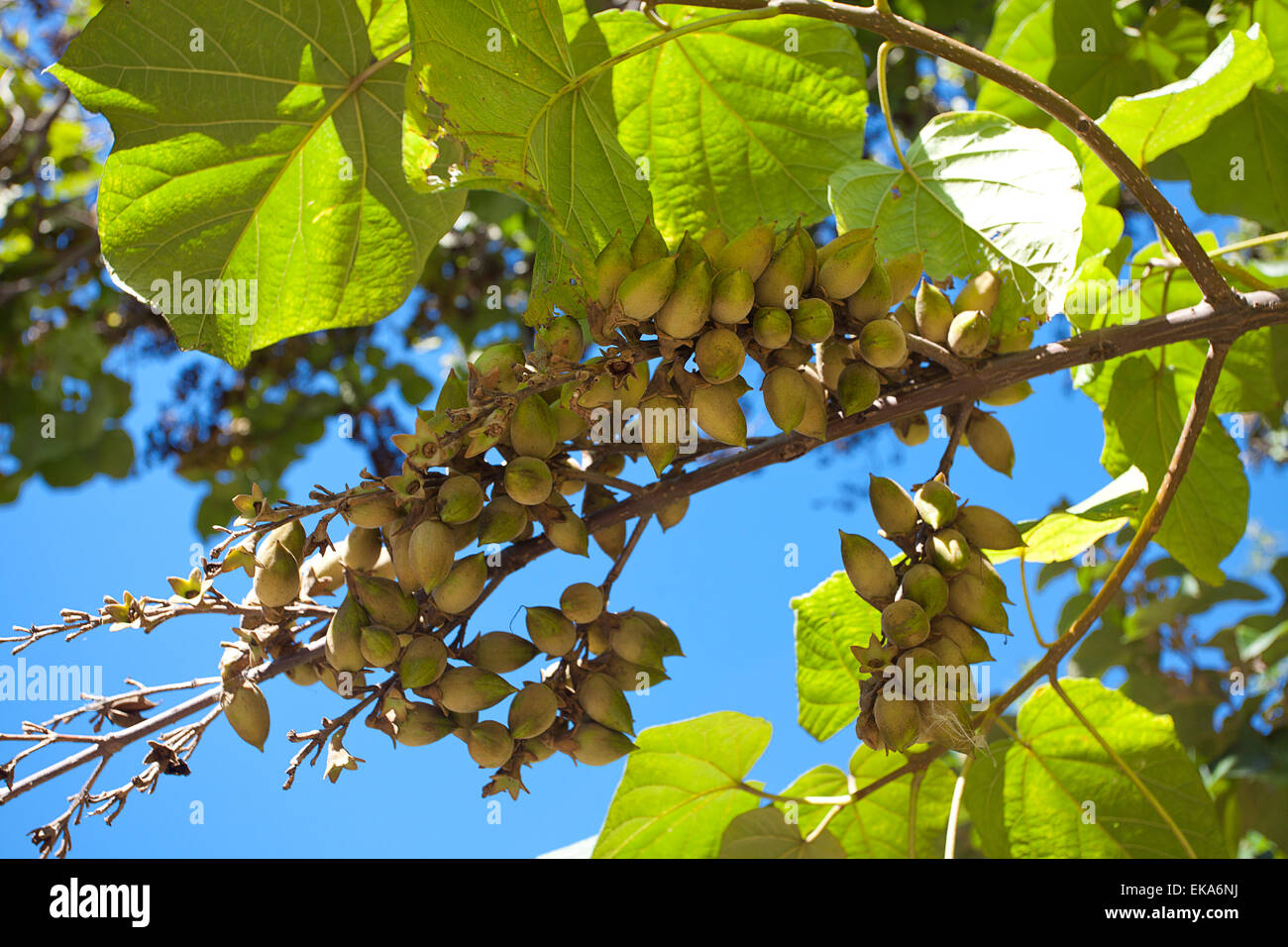 green fruits on a tree in the park Stock Photo - Alamy