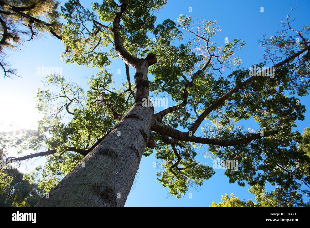 crown of the tree in the sunlight Stock Photo - Alamy