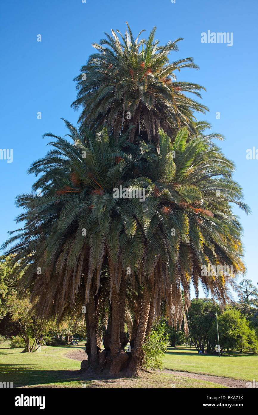 big palm tree against a blue sky Stock Photo - Alamy