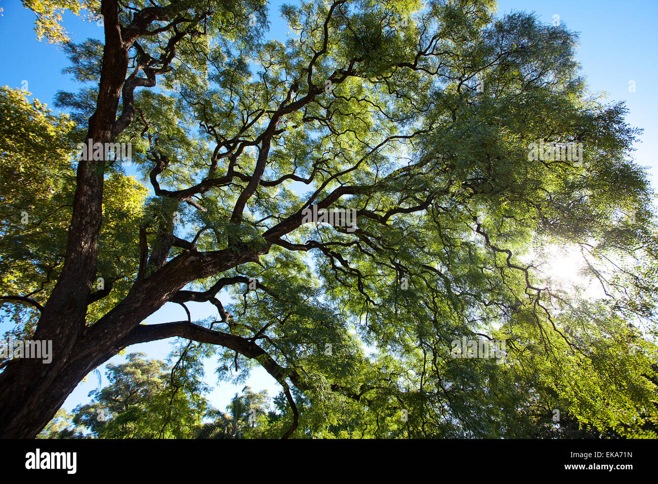 crown of the jakaranda tree in the sunlight Stock Photo - Alamy