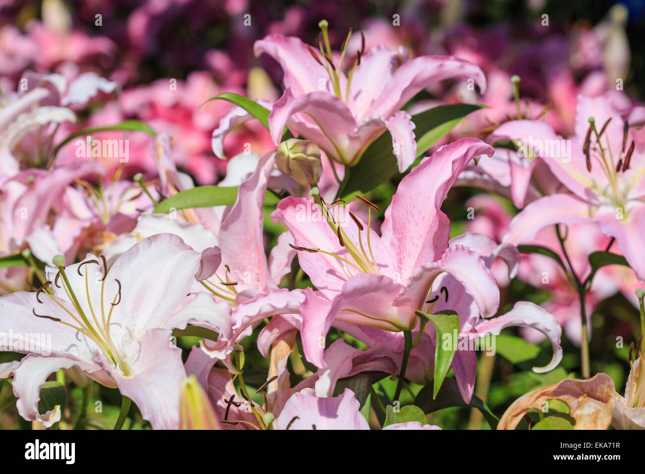 lily flower in the garden Stock Photo - Alamy