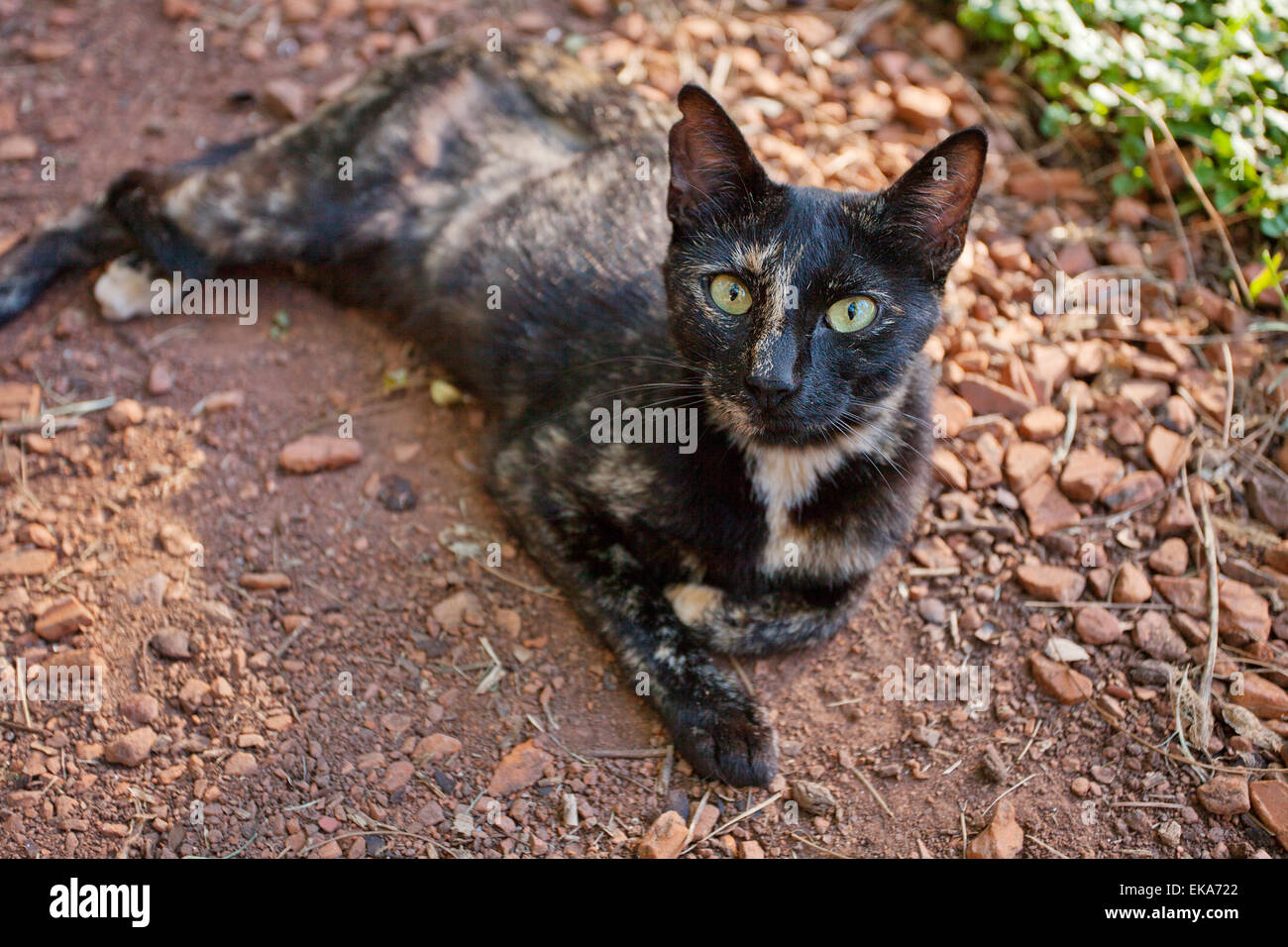 portrait of a street cat outdoor Stock Photo - Alamy