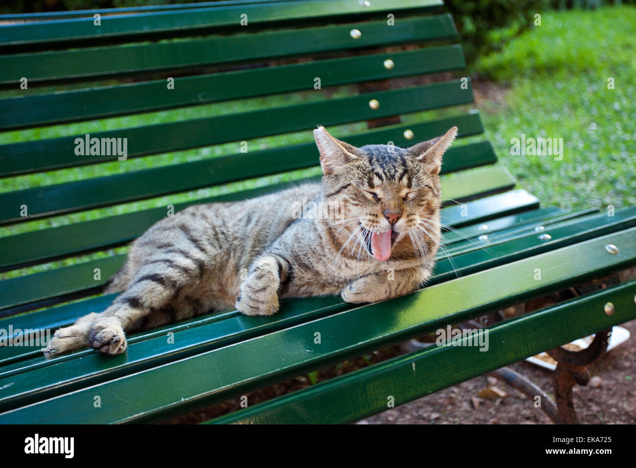 portrait of a street cat outdoor Stock Photo - Alamy