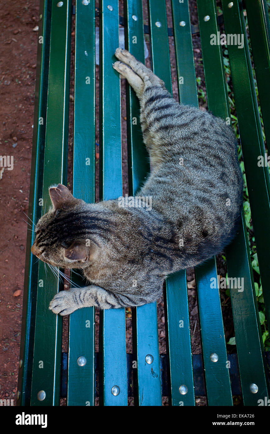 portrait of a street cat outdoor Stock Photo - Alamy