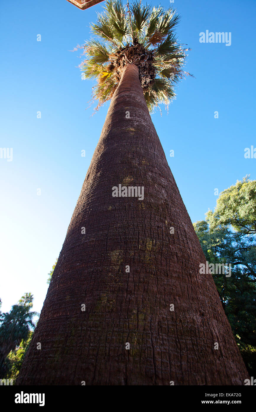 Skinny palm trees hi-res stock photography and images - Alamy